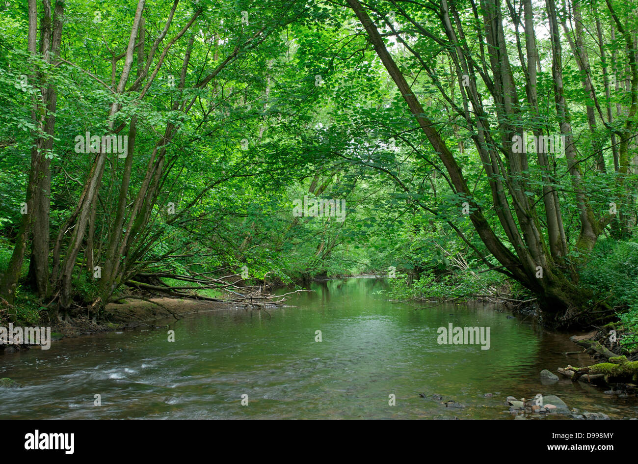 River Petteril in Wreay Woods, a Cumbria Wildlife Trust nature reserve ...