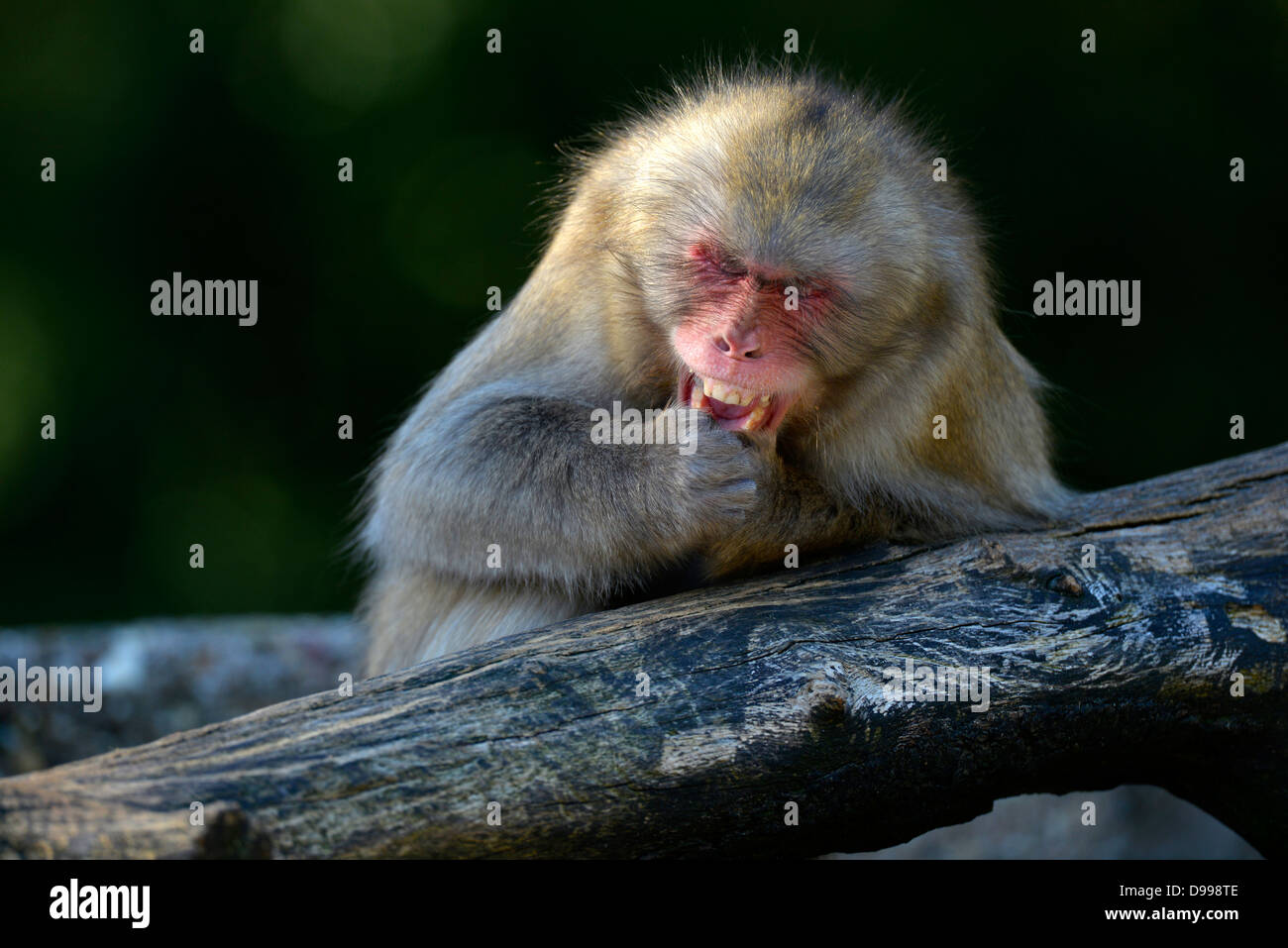Japanese snowy monkeys Macaca fuscata monkey Stock Photo - Alamy