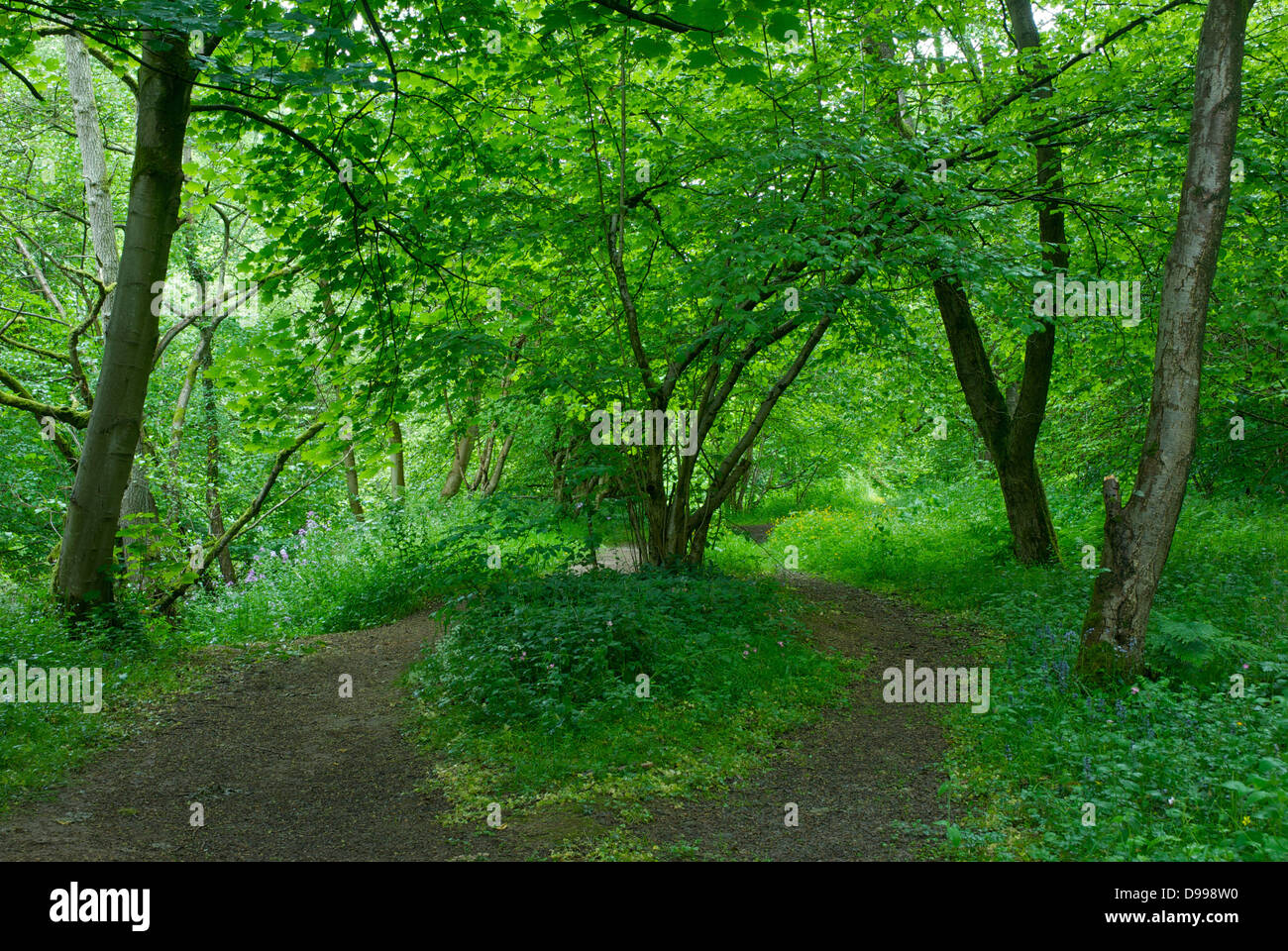 Wreay Woods, a Cumbria Wildlife Trust nature reserve, Cumbria, England ...
