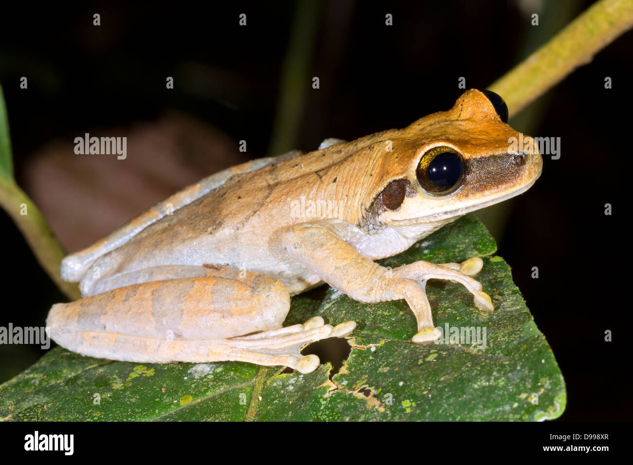 Yasuni wildlife hi-res stock photography and images - Alamy