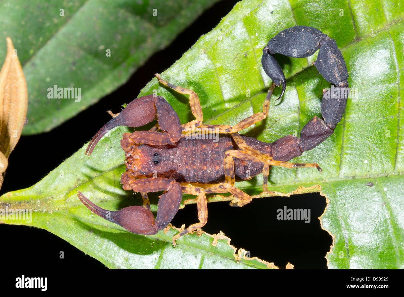 Scorpion climbing in the rainforest understory at night, Ecuador Stock ...