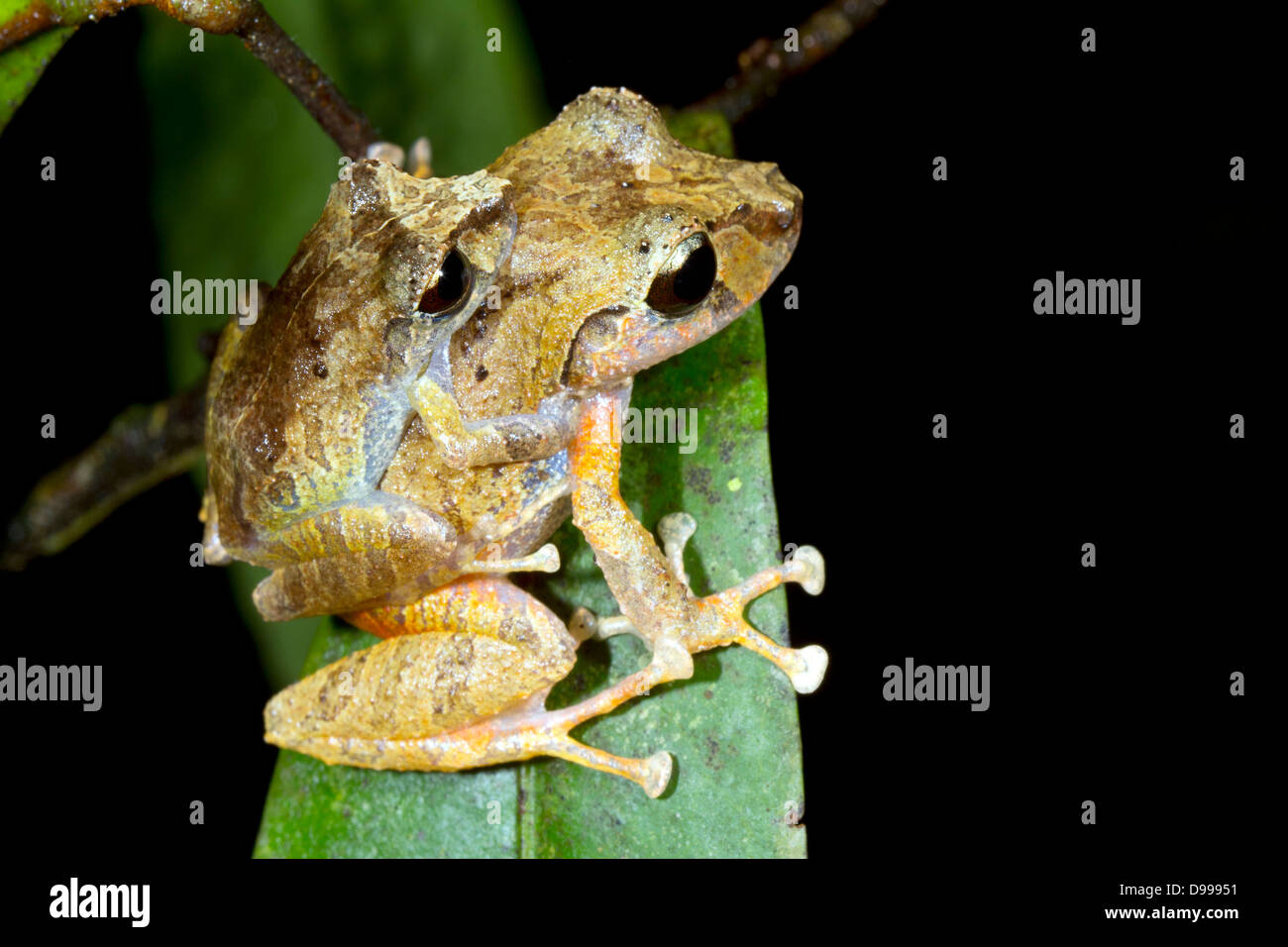 Tree frog mating hi-res stock photography and images - Alamy