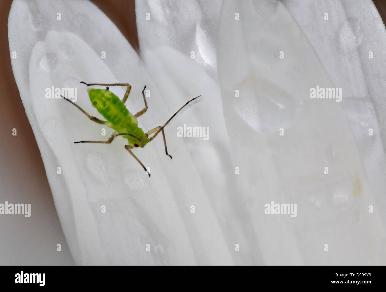 Green plantlouse on white flower petal with water drops macro shot ...