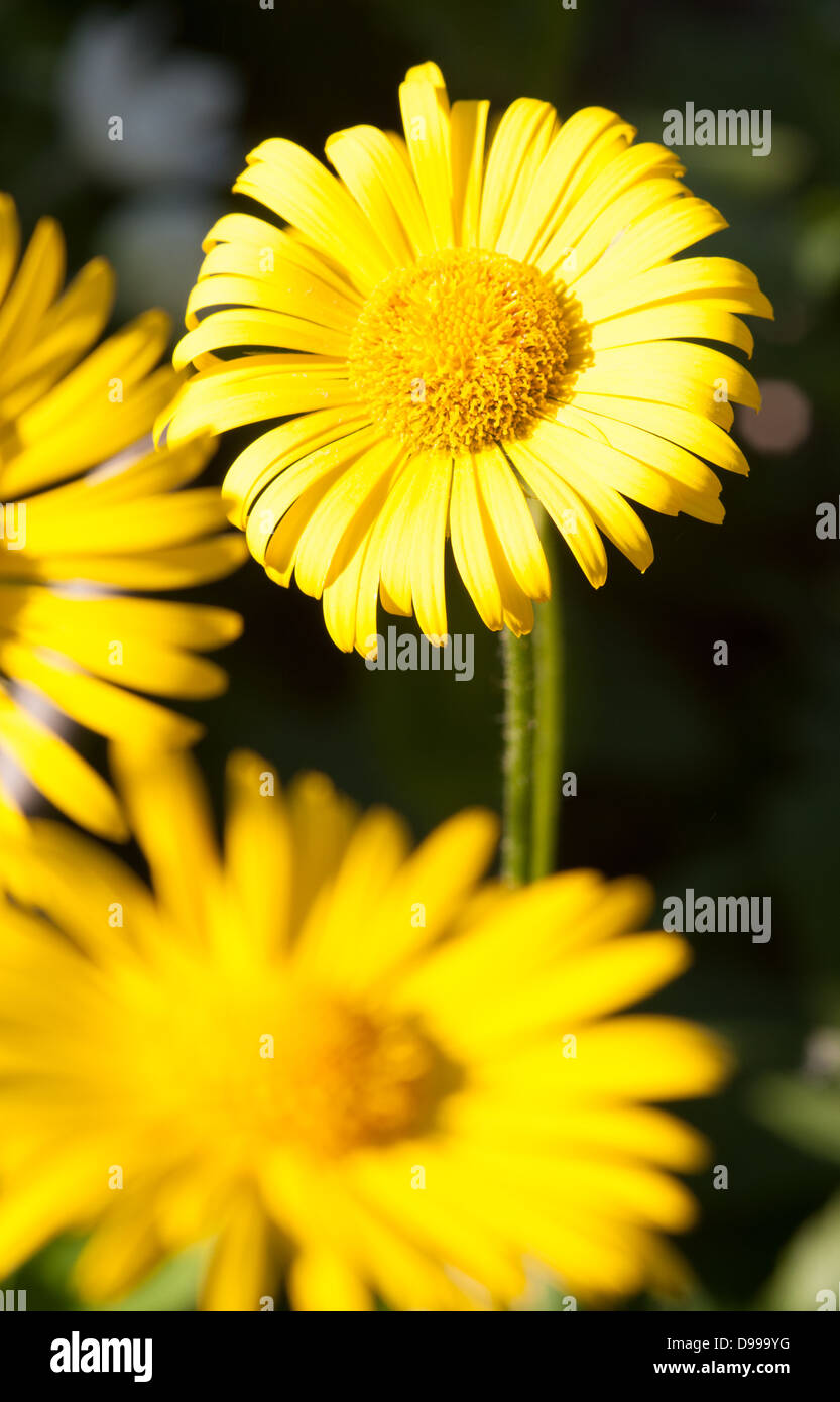 Bright yellow sunshine hi-res stock photography and images - Alamy