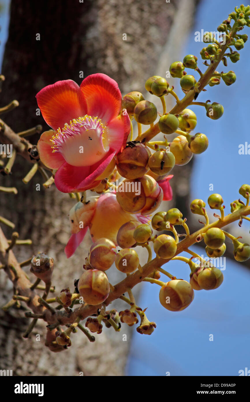 Flower of the cannon ball tree hi-res stock photography and images - Alamy