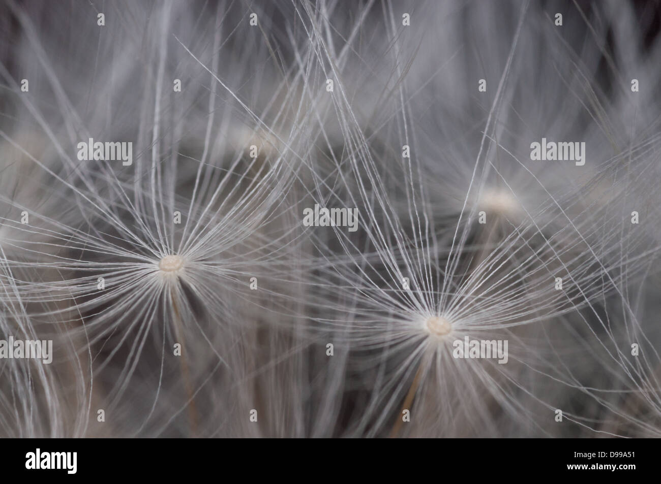 Dandelion seeds art hi-res stock photography and images - Alamy