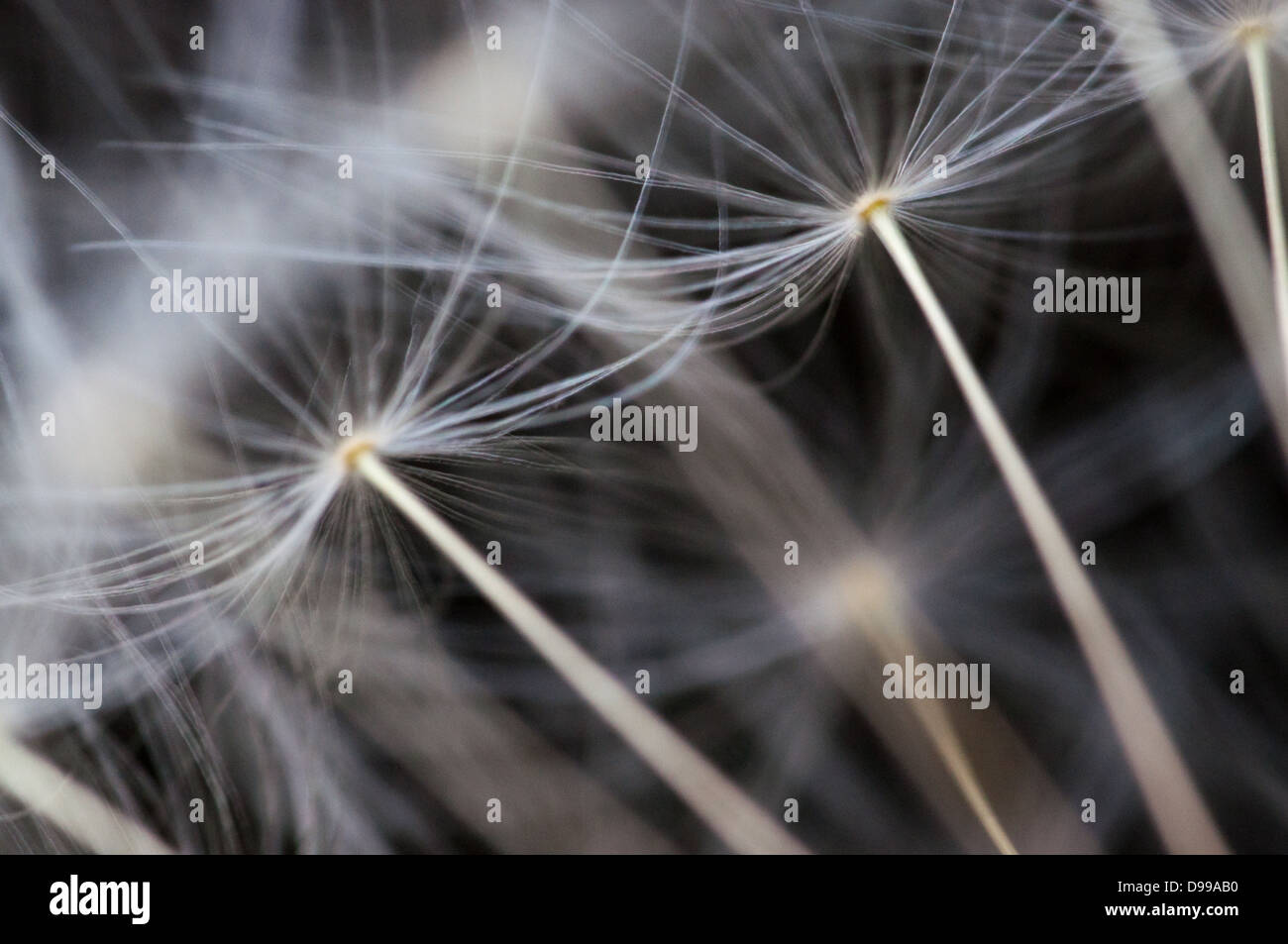 Fluff seeds hi-res stock photography and images - Alamy