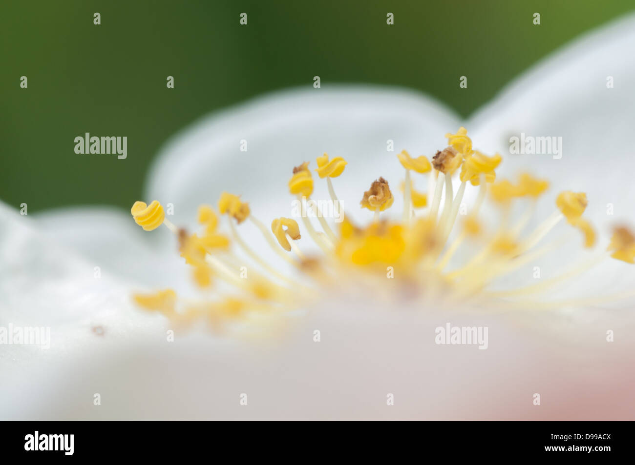 Rose hip in macro composition Stock Photo - Alamy