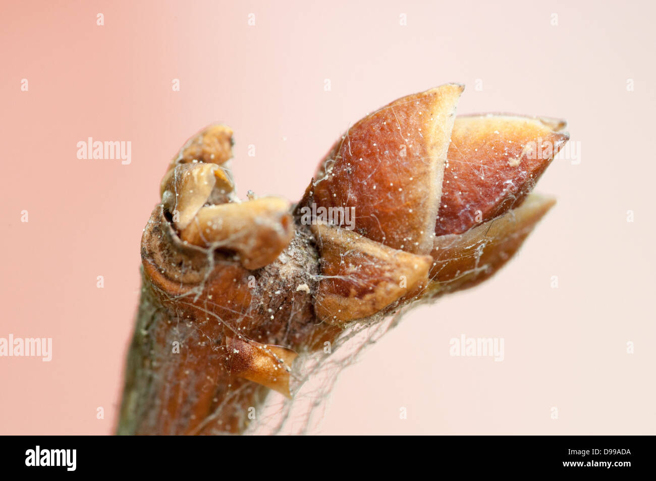 Budding twig hi-res stock photography and images - Alamy