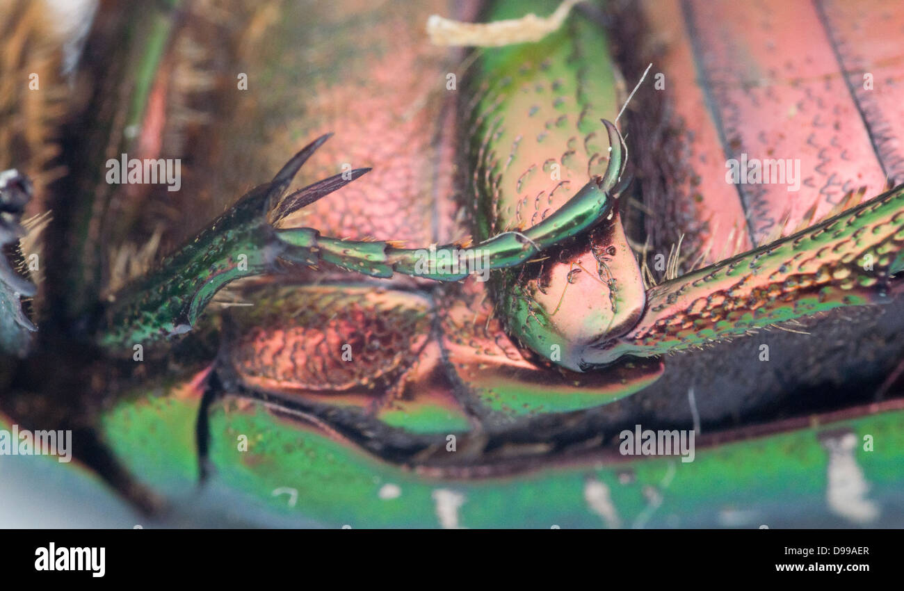Insect claws hi-res stock photography and images - Alamy