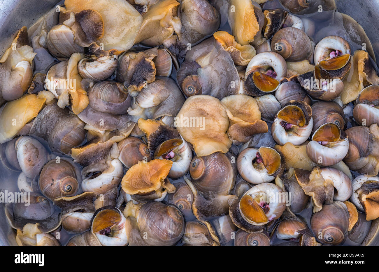 Vietnam Dong Hoi market - Sea snails or marine gastropod mollusks Stock ...