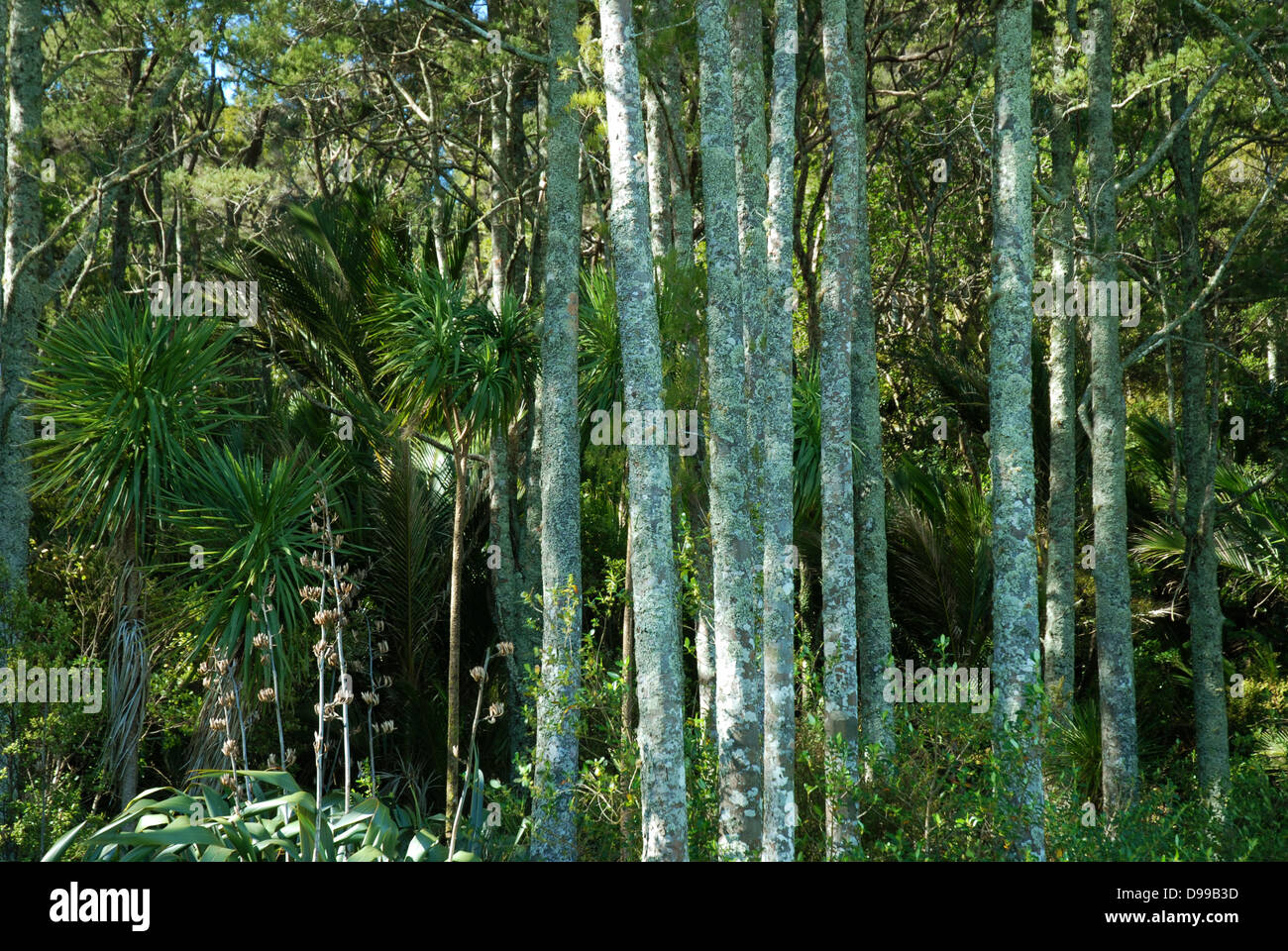 Old growth forest in Paturoa Bay, Auckland, New Zealand Stock Photo - Alamy