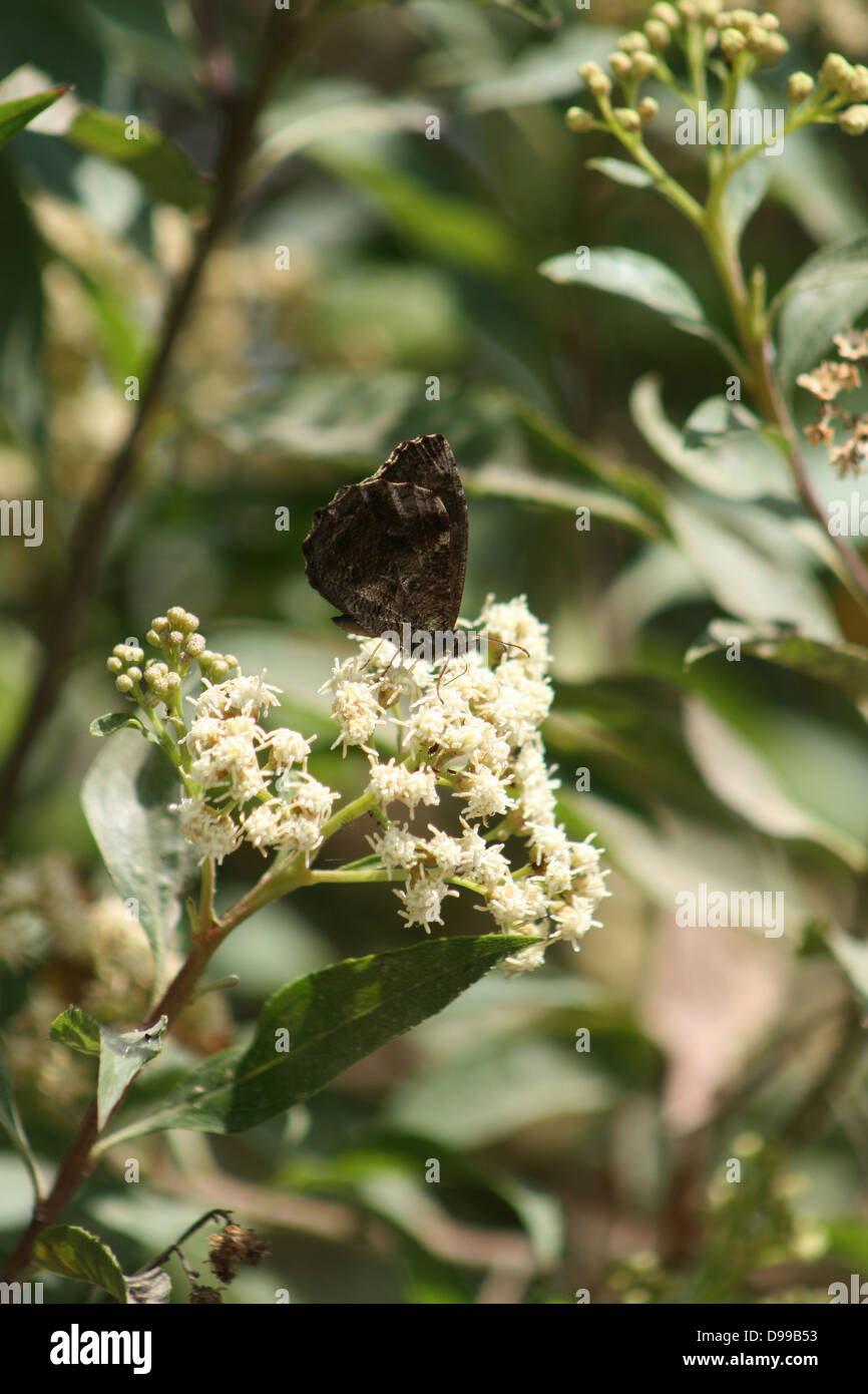 A dark moth pollinating a small white flower in Cotacachi, Ecuador ...