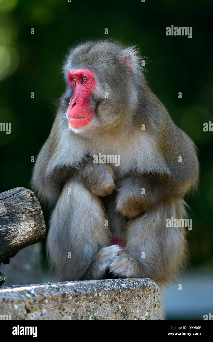 Japanmakaken hi-res stock photography and images - Alamy