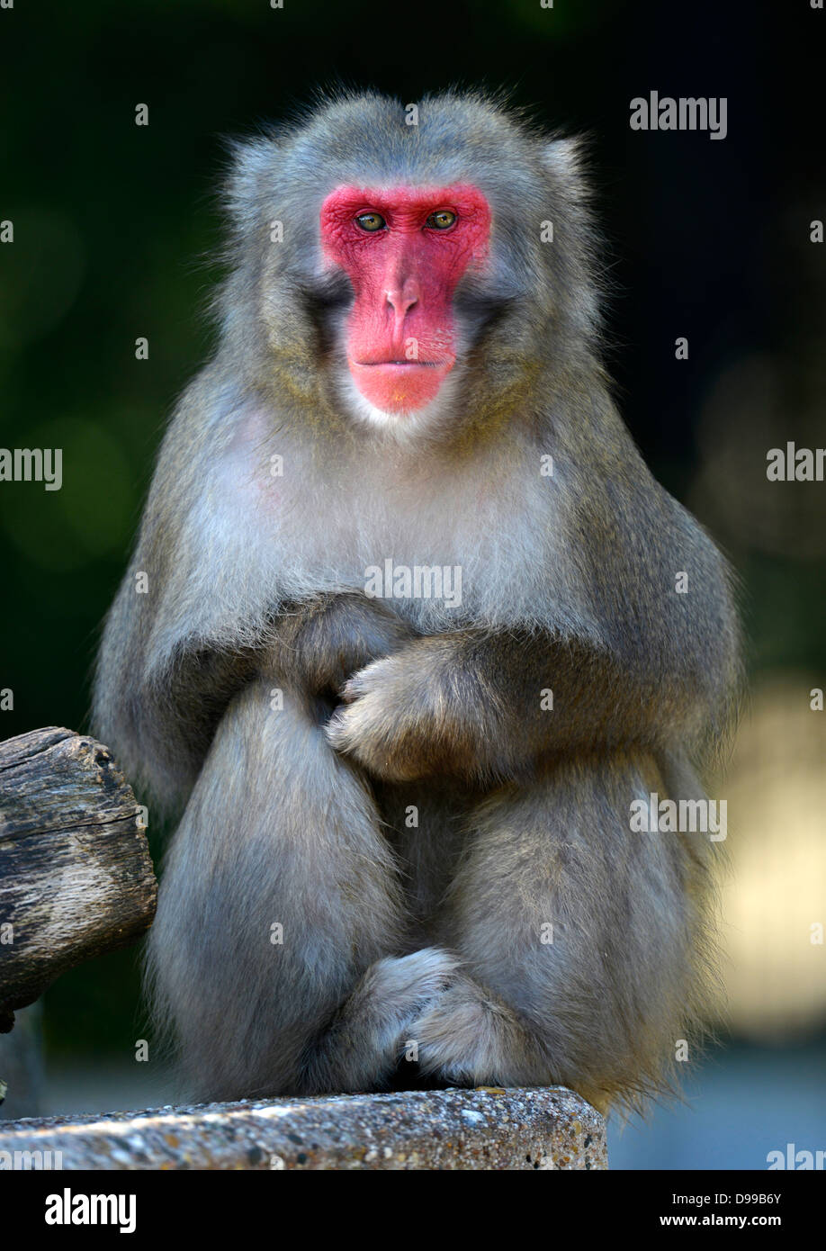 Macaca fuscata hi-res stock photography and images - Alamy