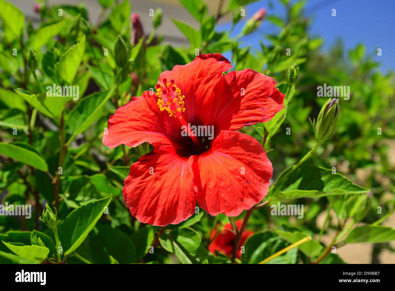 Red hibiscus flower in garden, Pefkos, Rhodes (Rodos), The Dodecanese ...