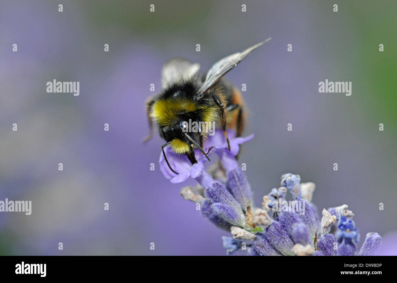 Real Lavender Lavandula Angustifolia High Resolution Stock Photography ...