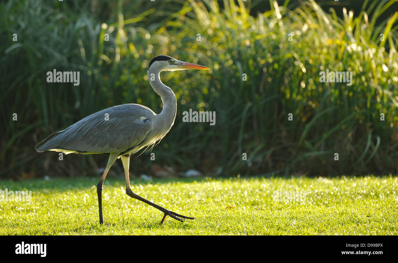 Grey heron on meadow hi-res stock photography and images - Alamy