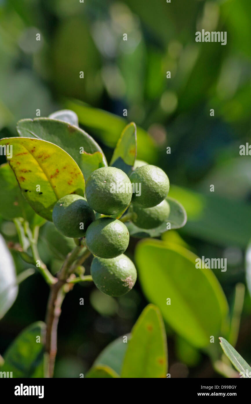 Kaffir lime, Citrus hystrix Stock Photo - Alamy