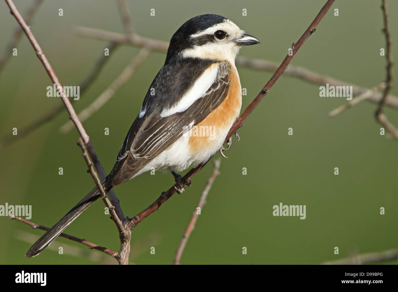 Masked Shrike, Lanius nubicus, Maskenwürger, Maskenwuerger Stock Photo ...