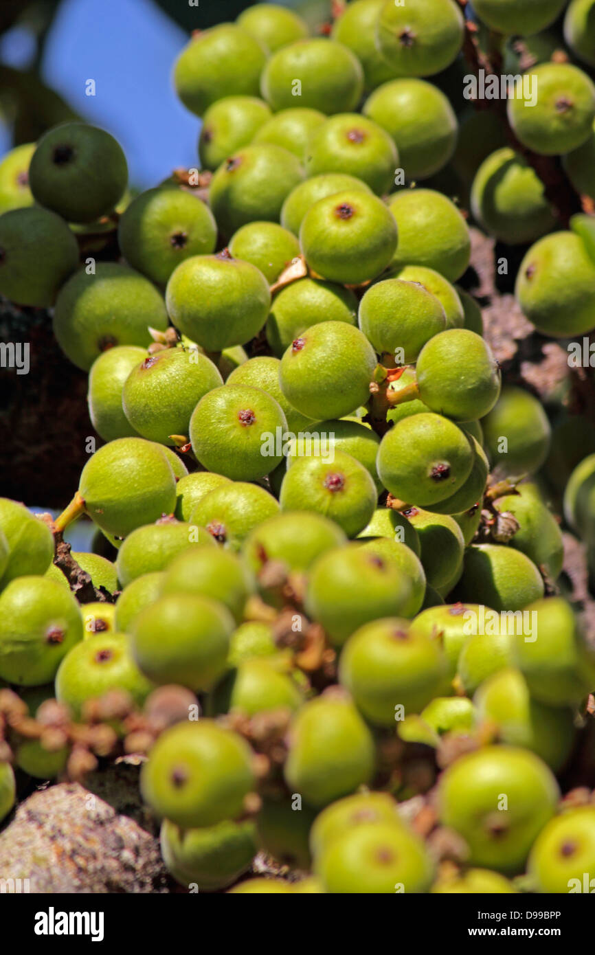 Ficus racemosa hi-res stock photography and images - Alamy