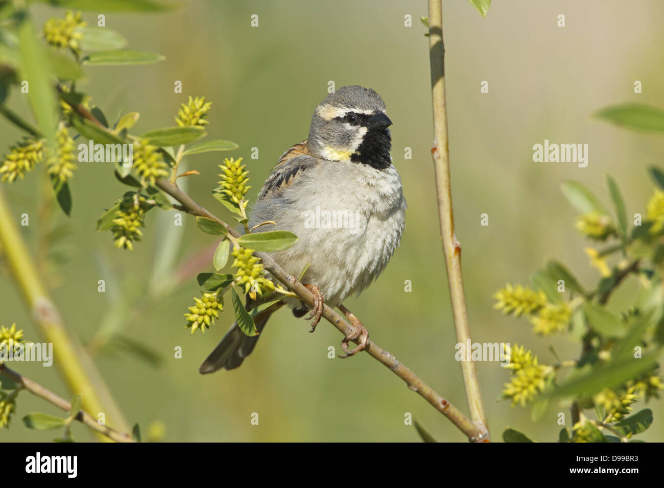 Passer moabiticus hi-res stock photography and images - Alamy