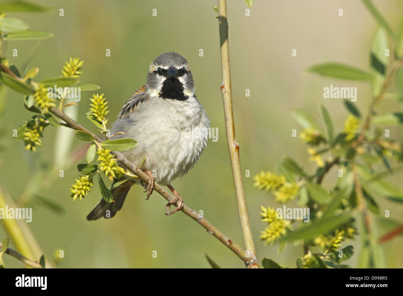 Passer moabiticus hi-res stock photography and images - Alamy