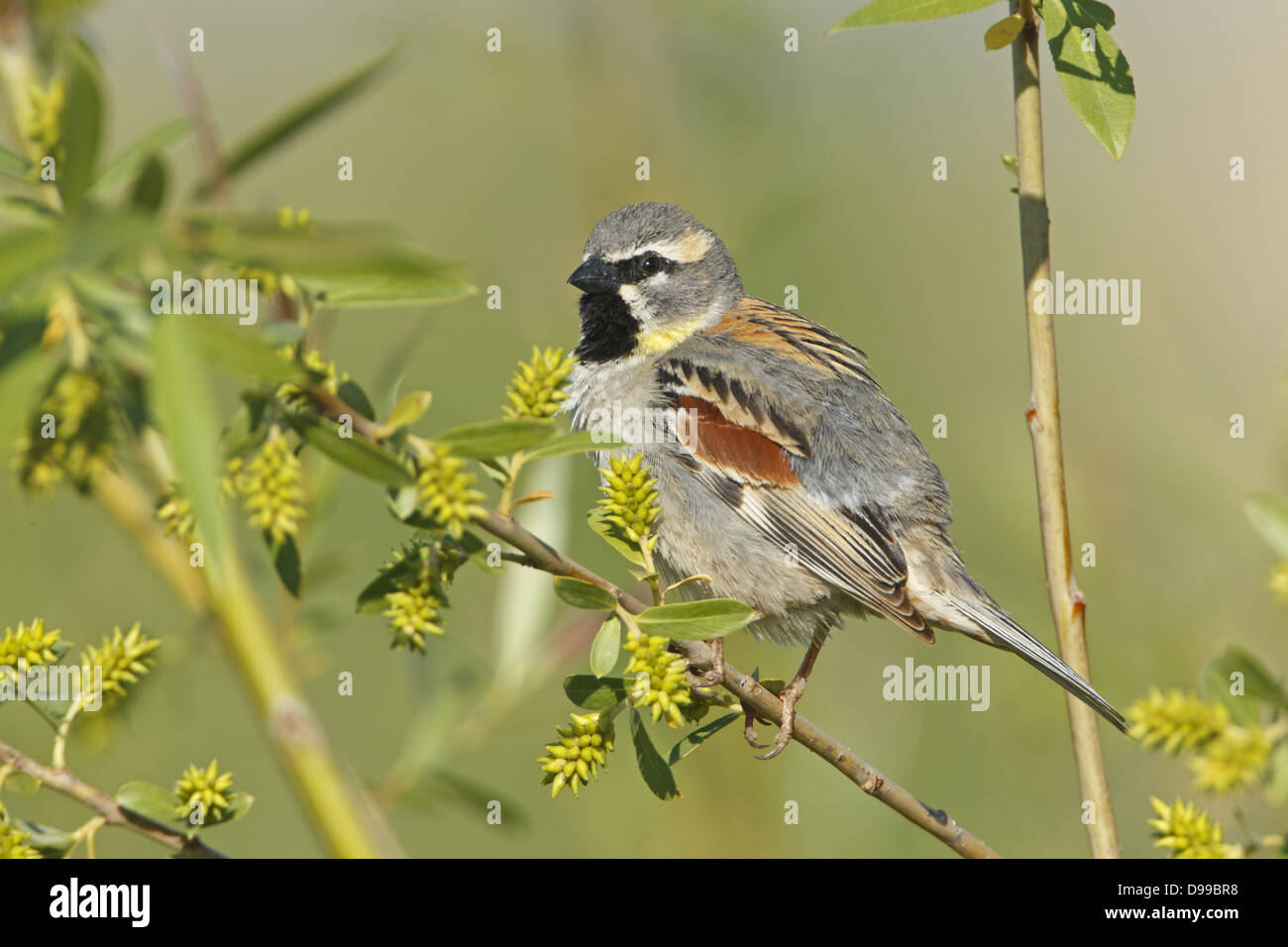 Dead sea sparrow hi-res stock photography and images - Alamy