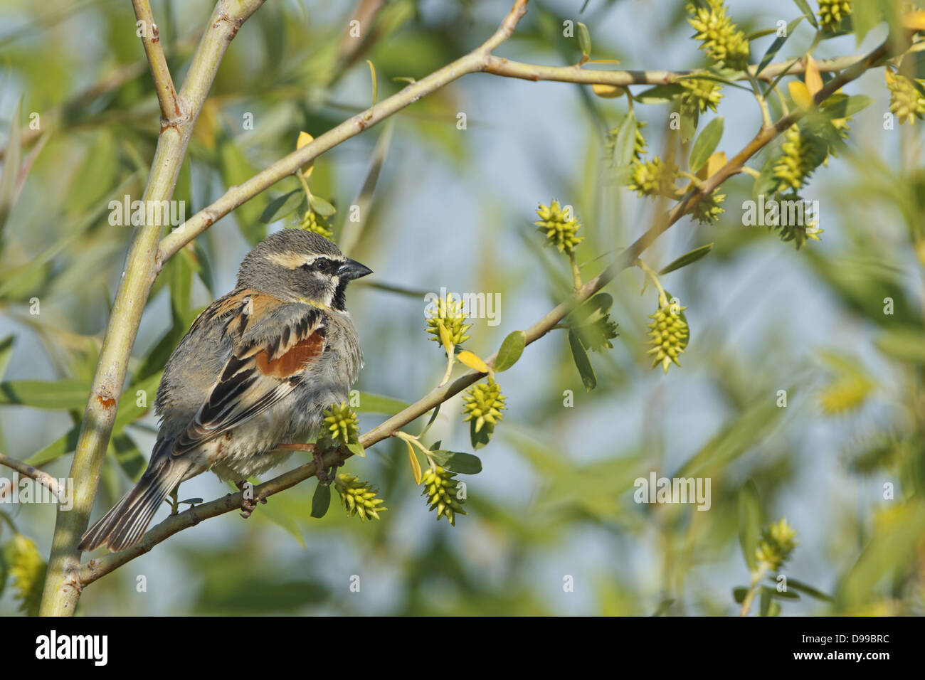 Dead sea sparrow passer moabiticus hi-res stock photography and images ...