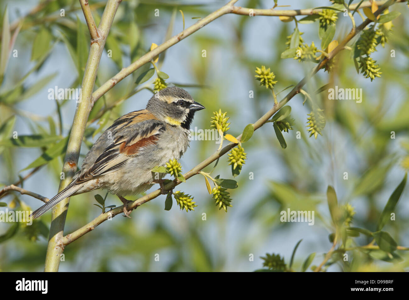 Dead Sea Sparrow, Moabsperling, Passer moabiticus Stock Photo - Alamy