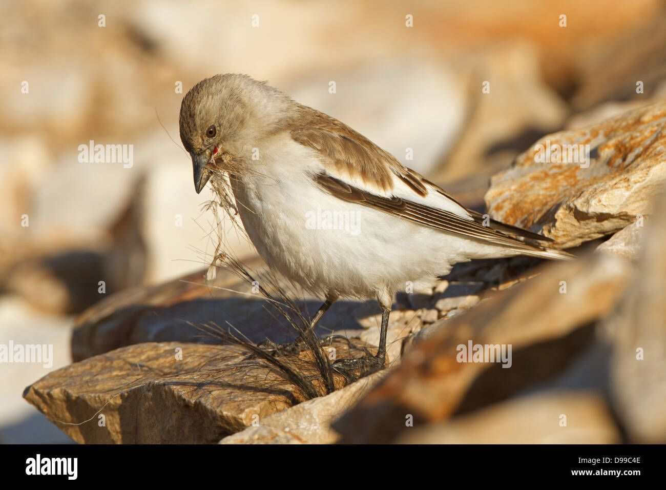Snow Finch, White-winged Snow Finch, Montifringilla nivalis ...