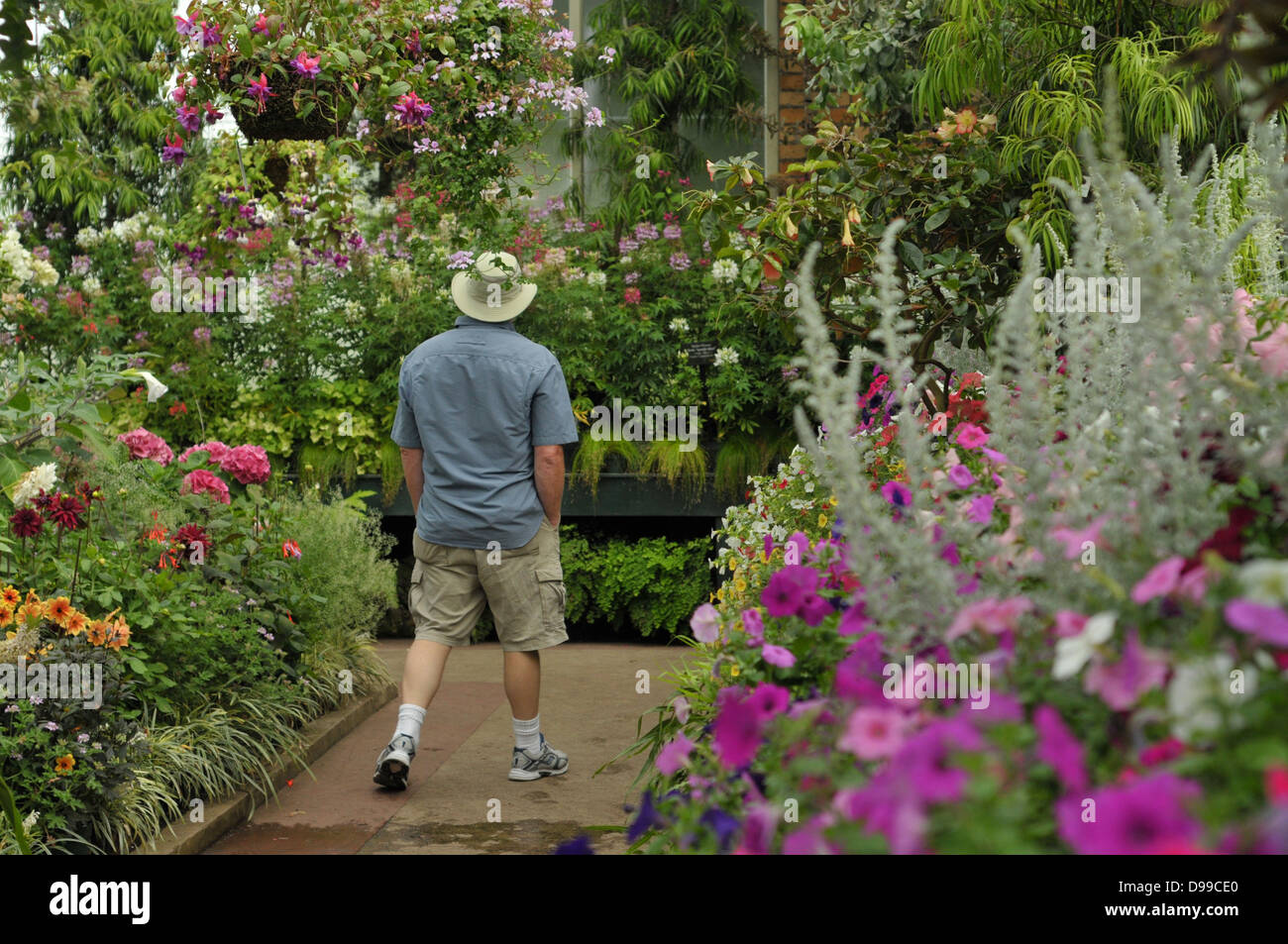 Man observing flowers in botanic gardens Stock Photo - Alamy