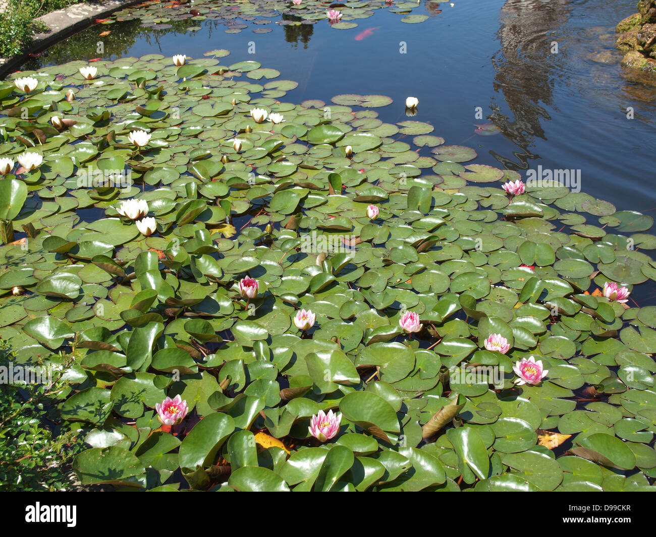 Water Lily Nymphaeaceae in a pond of water Stock Photo - Alamy