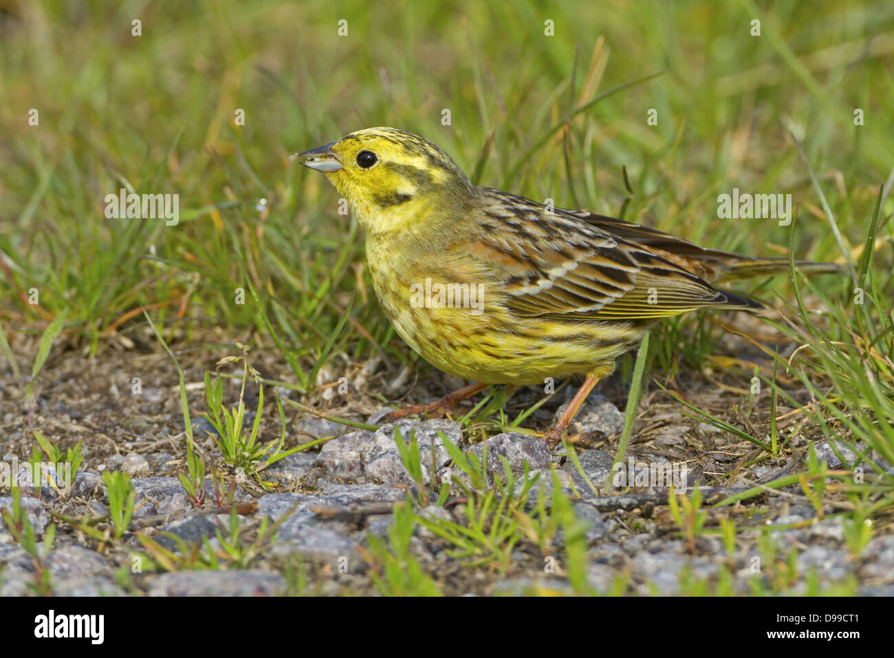 Goldammer, Yellowhammer, Emberiza citrinella, Bruant jaune, Escribano ...
