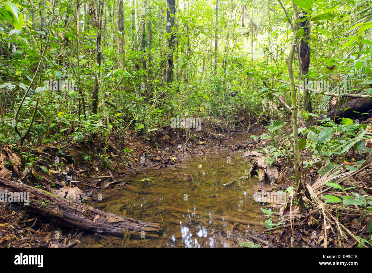A flooded creek running through tropical rainforest in the Ecuadorian ...