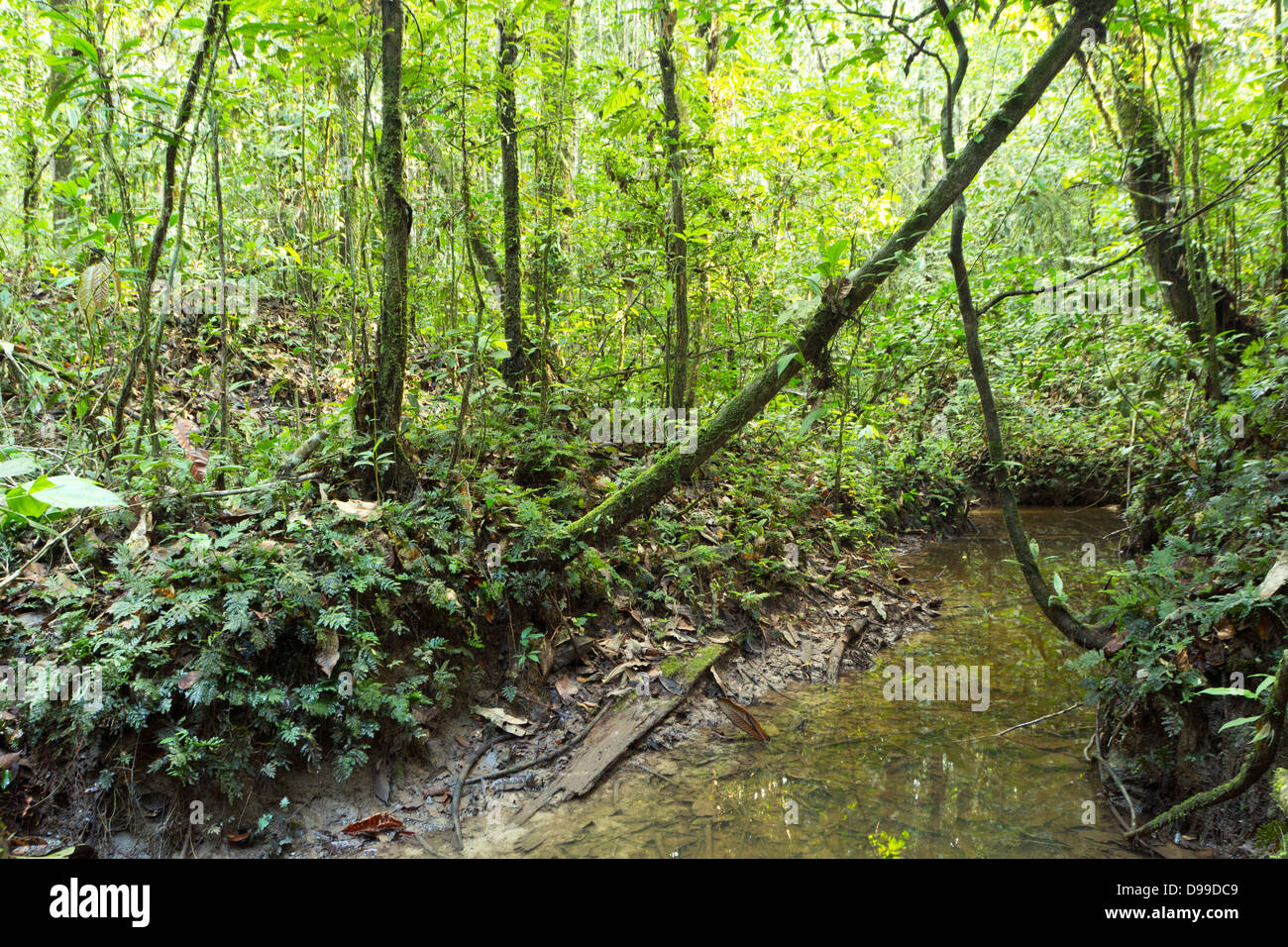 A flooded creek running through tropical rainforest in the Ecuadorian ...