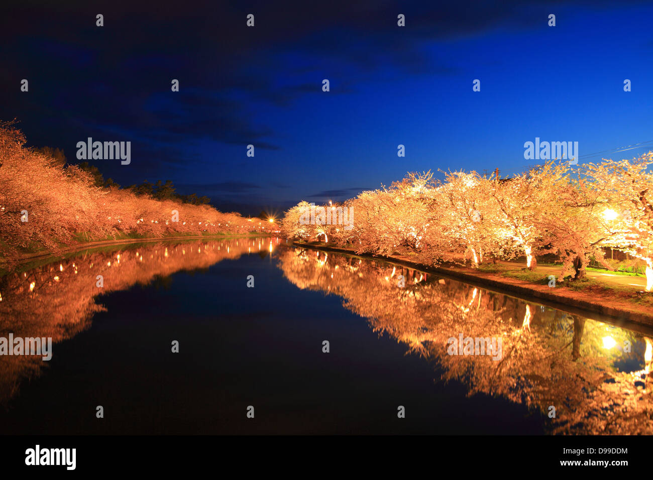 Light up of cherry tree in Hirosaki castle, Aomori, Japan Stock Photo ...