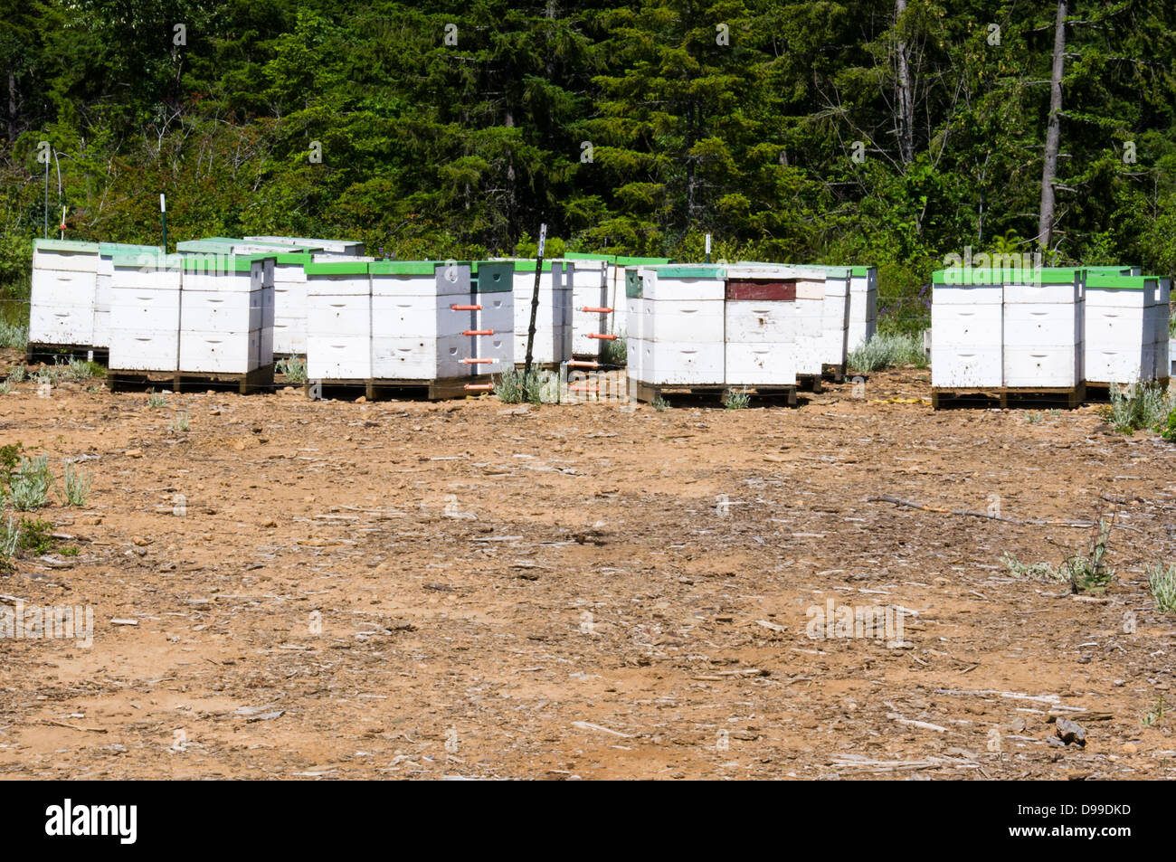 Bee hives in field Stock Photo - Alamy