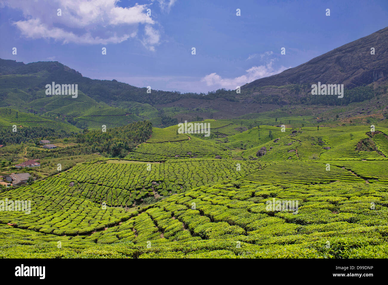 The beautiful tea plantations of Munnar, a hill station in Kerala ...