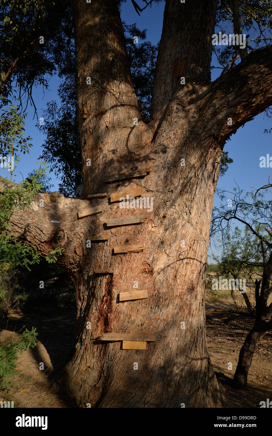 A makeshift wooden ladder leads to a tree house in an old, big tree in ...