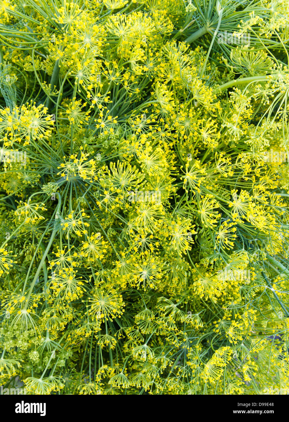 Dill weed hi-res stock photography and images - Alamy