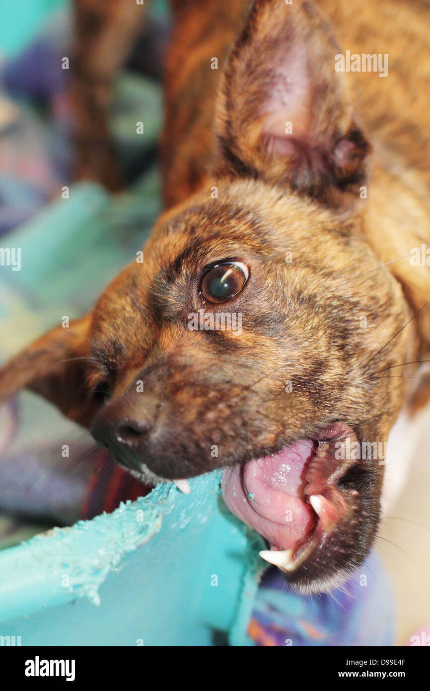 Fun at Chewing Stock Photo - Alamy