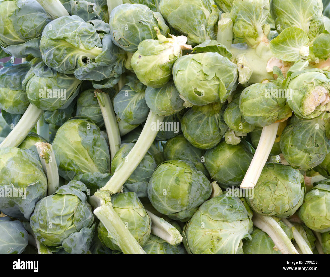 Freshly harvested brussel sprouts on the stem on display at the farmer ...