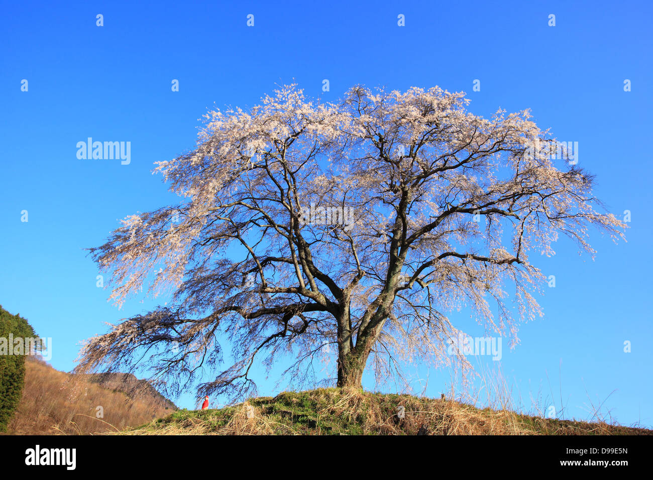 Weeping cherry tree and Jizo, Gunma, Japan Stock Photo - Alamy