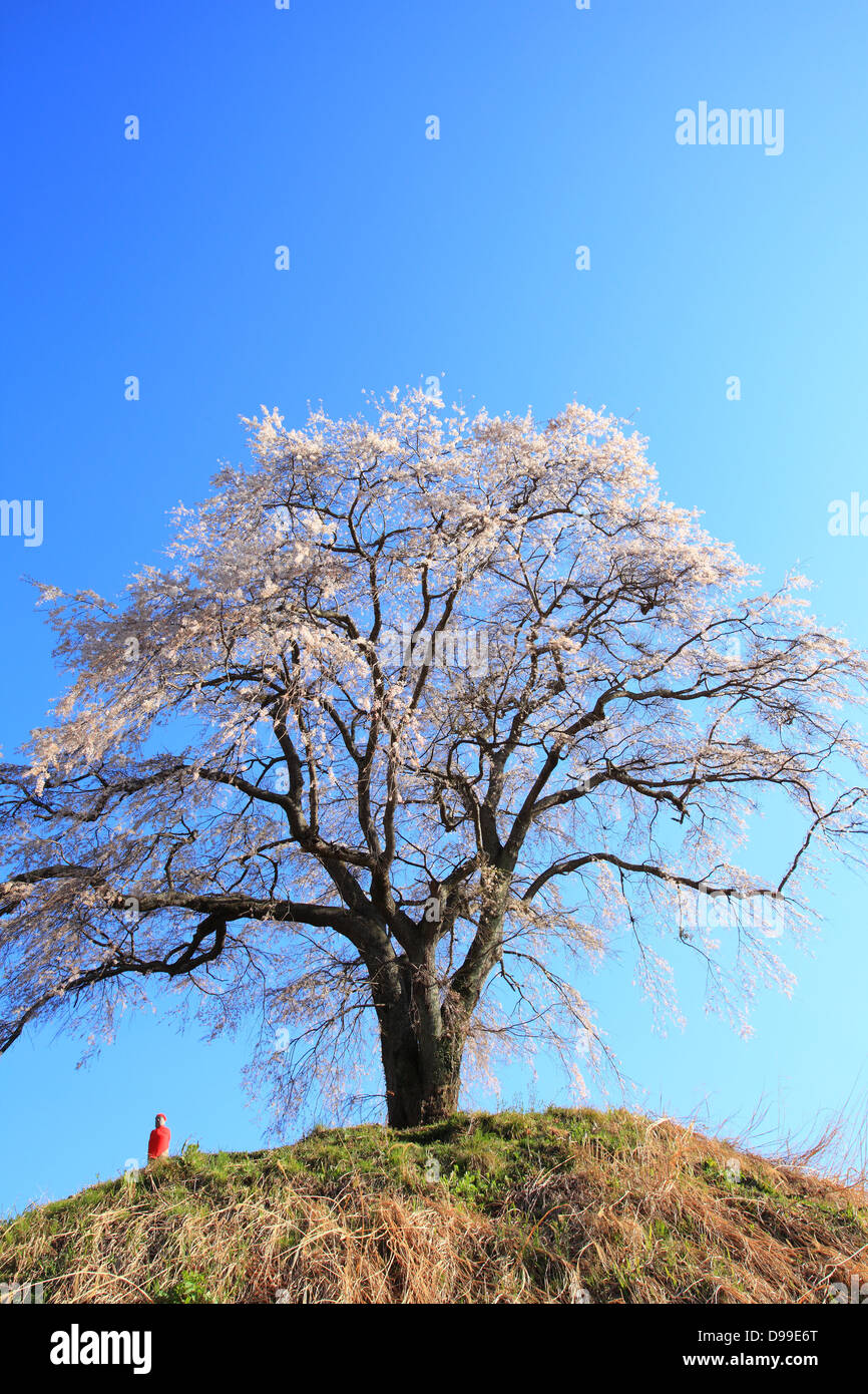 Weeping cherry tree and Jizo, Gunma, Japan Stock Photo - Alamy