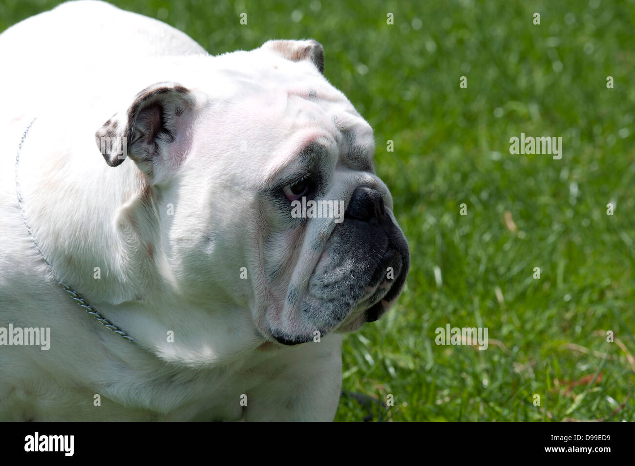 British breeds hi-res stock photography and images - Alamy