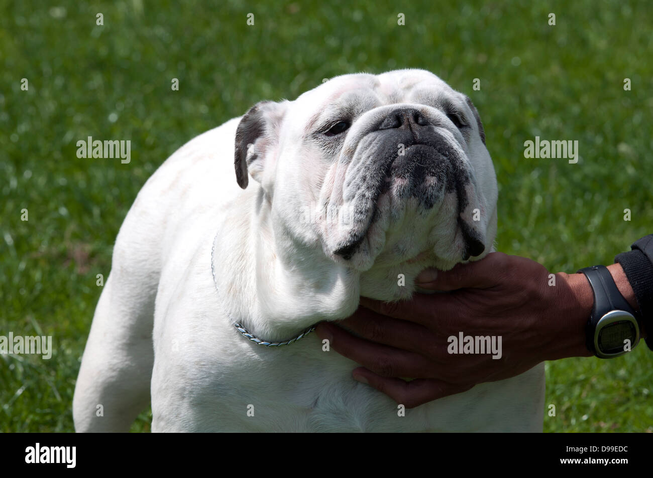 British dog breed hi-res stock photography and images - Alamy