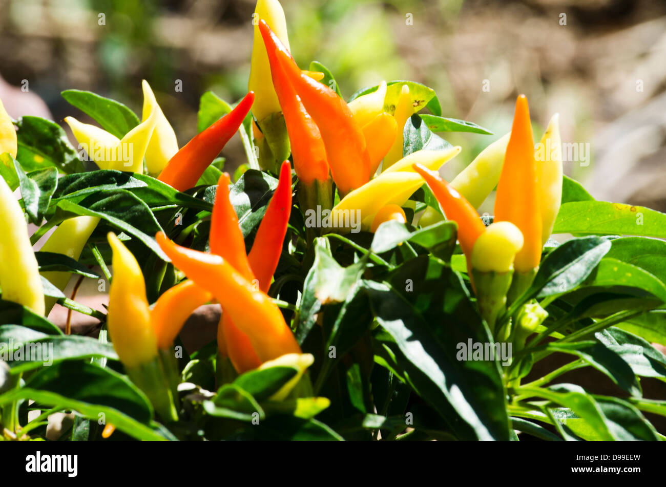 Colorful Chilli in Backyard Garden, ingredient for spicy Thai food ...
