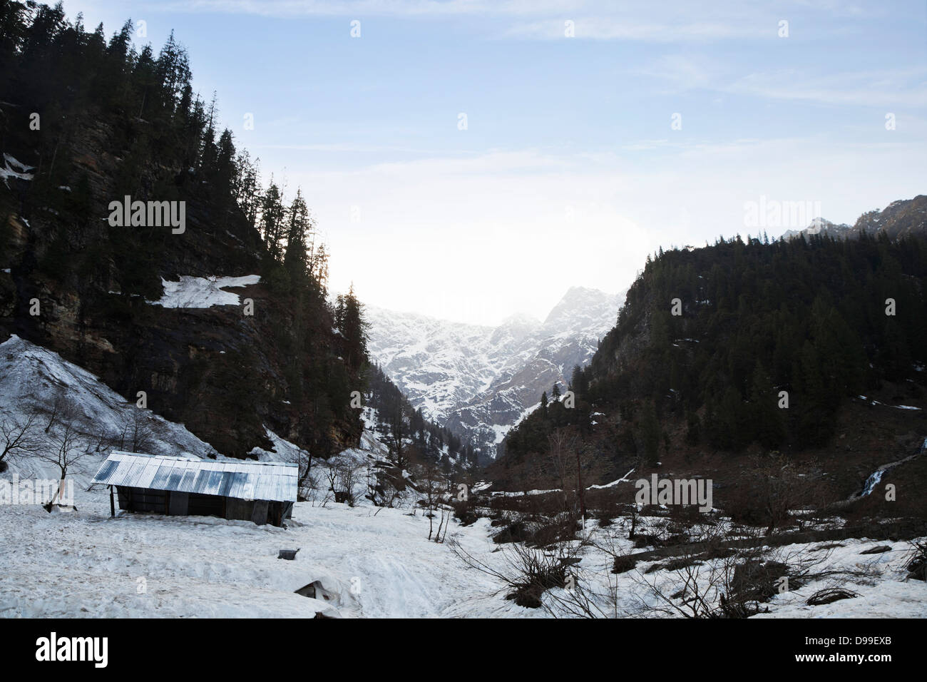 Trees on mountain, Manali, Himachal Pradesh, India Stock Photo - Alamy