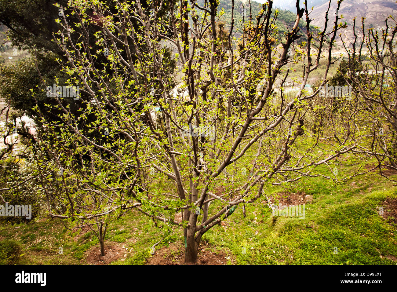 Branches of a tree, Manali, Himachal Pradesh, India Stock Photo - Alamy